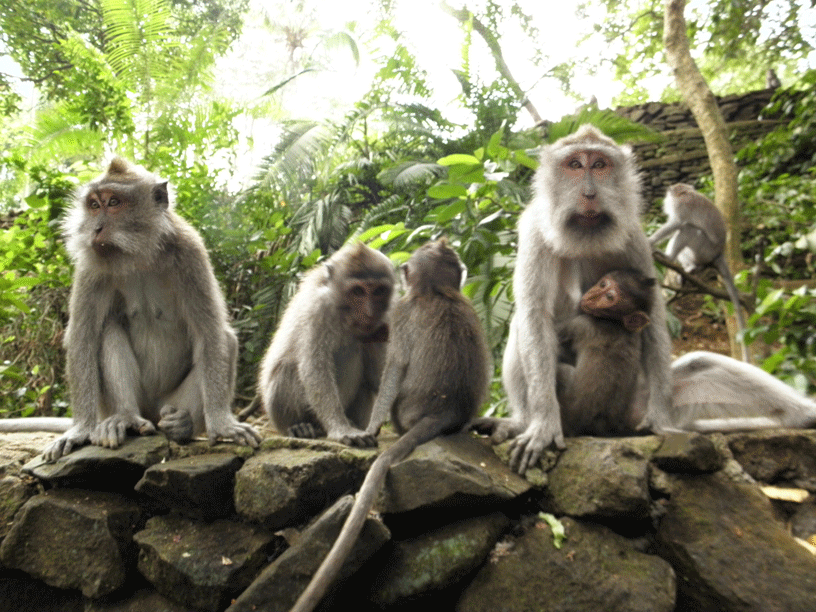 Bali : 6 activités incontournables à faire à Ubud
