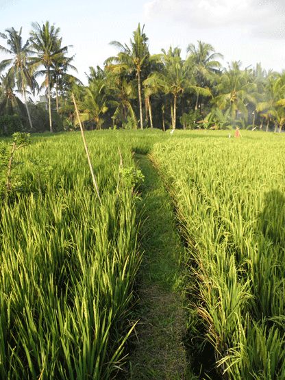 Bali : 6 activités incontournables à faire à Ubud