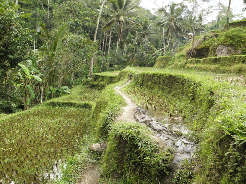 Bali : 6 activités incontournables à faire à Ubud
