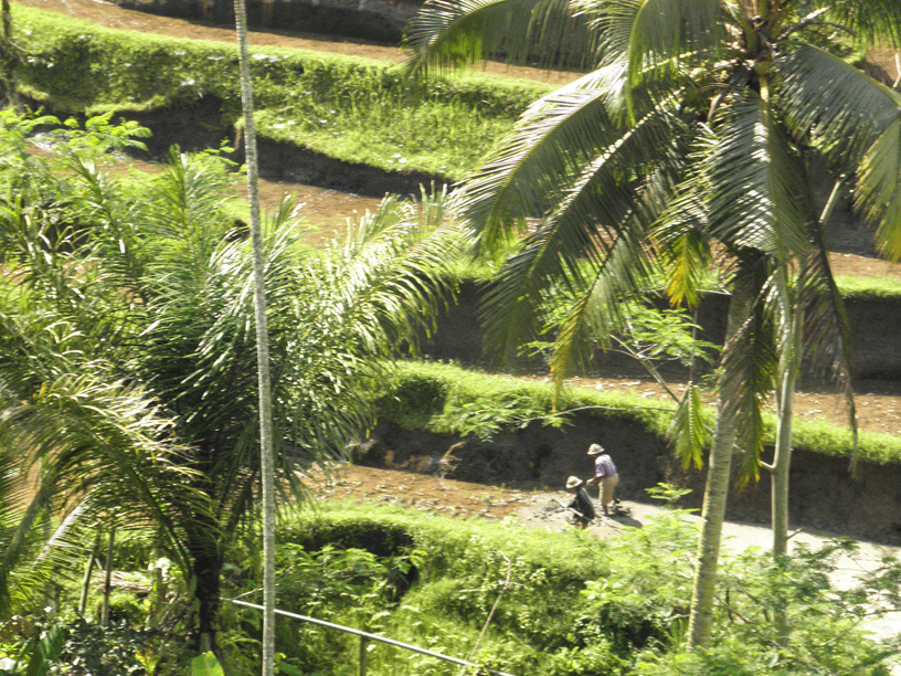 Bali : 6 activités incontournables à faire à Ubud