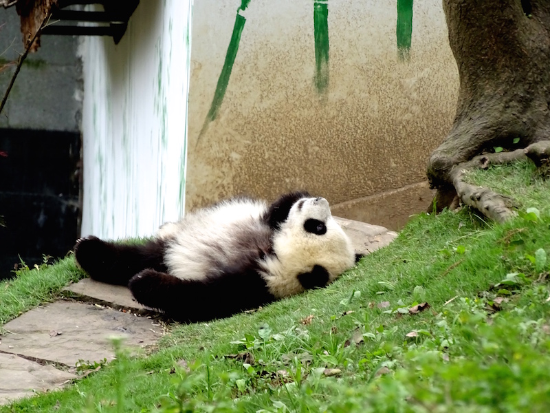 Une journée avec les pandas géants de Chine dans le Sichuan